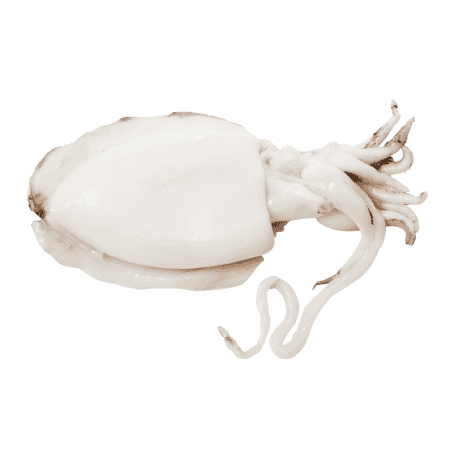 Destockage SEICHE ENTIERE NETTOYEE BRASMAR Conditionnement Au Colis