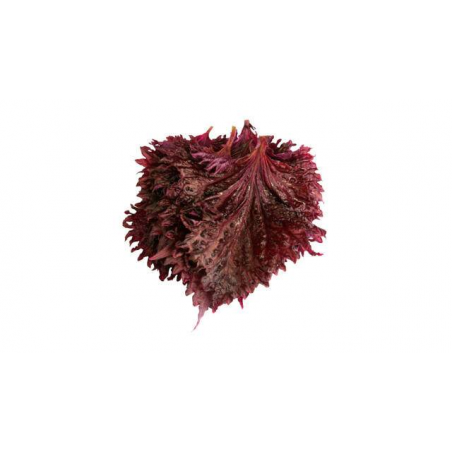 Commandez en ligne SHIZO ROUGE LE CARTON